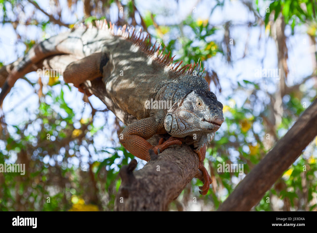 Colorful iguana climbing on the tree branch and warming on sun Stock ...