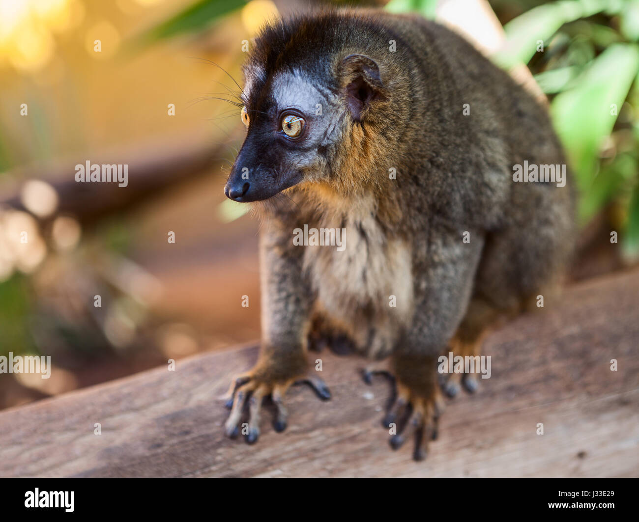 One brown lemur with short, dense fur. The face, muzzle and crown are ...