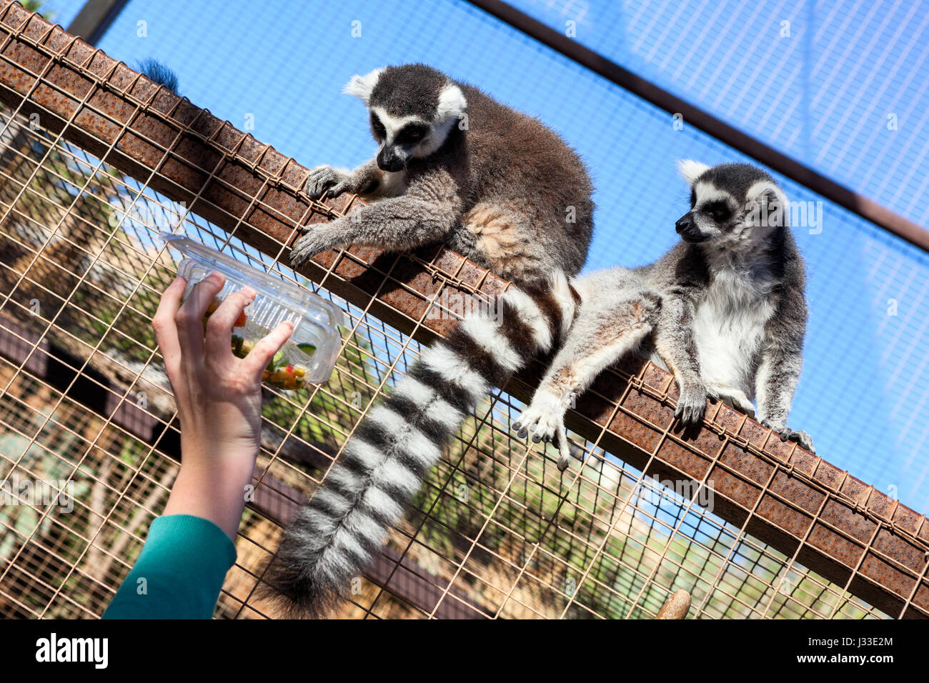 Ring-tailed lemur (Lemur catta) stretching paw to fruits in human hand ...