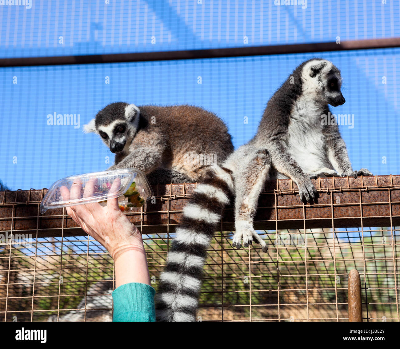 Ring-tailed lemur (Lemur catta) taking with paw fruits from human arms ...