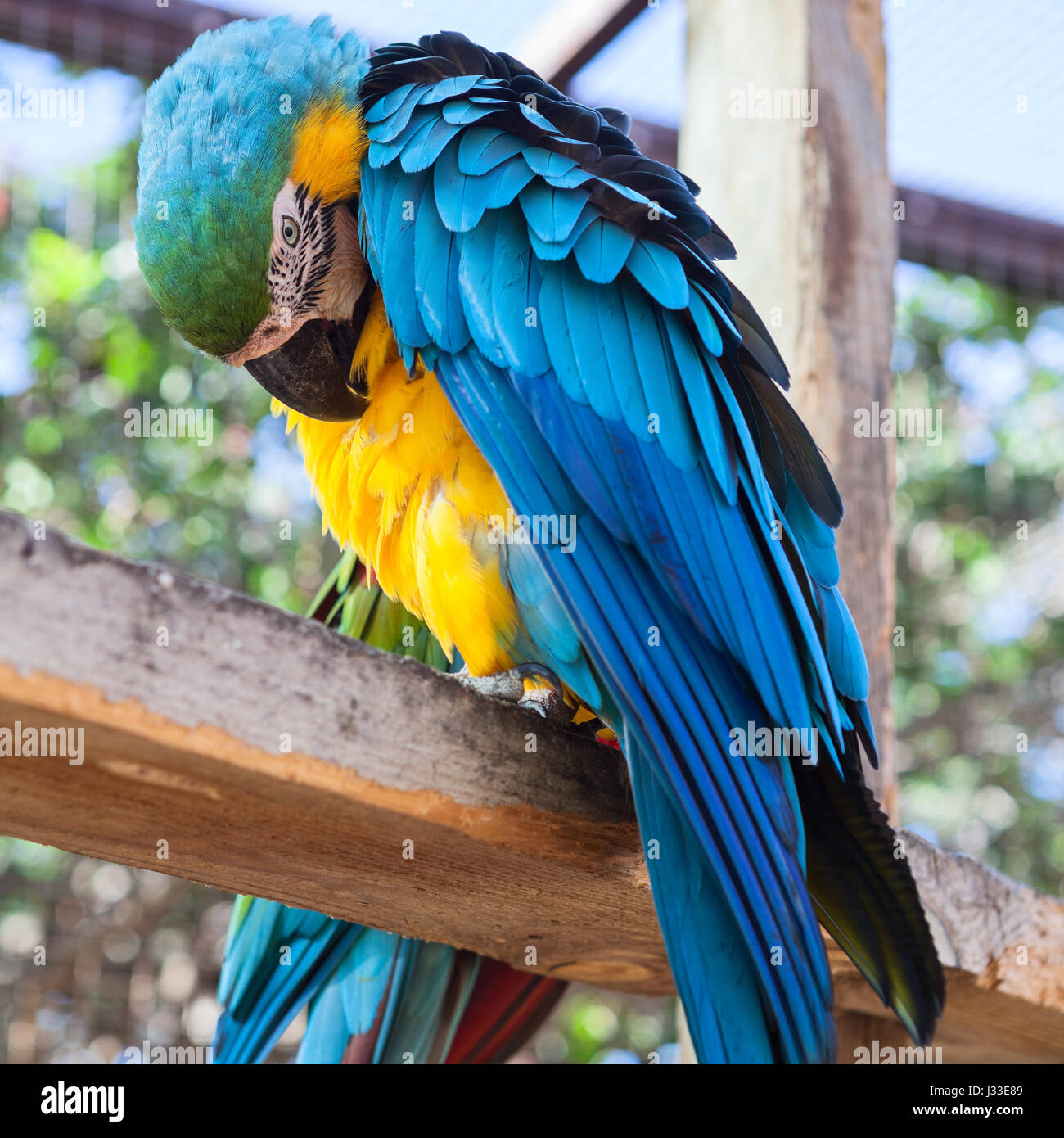 Close up view at blue large parrot with yellow neck and chest, green ...