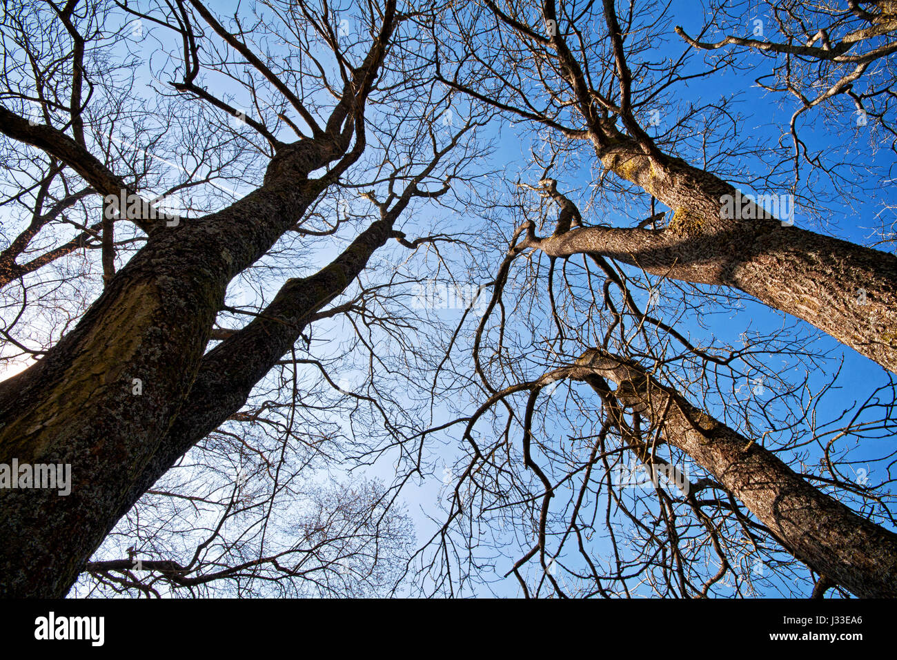 winter trees welcome the sunshine as spring starts to break Stock Photo ...