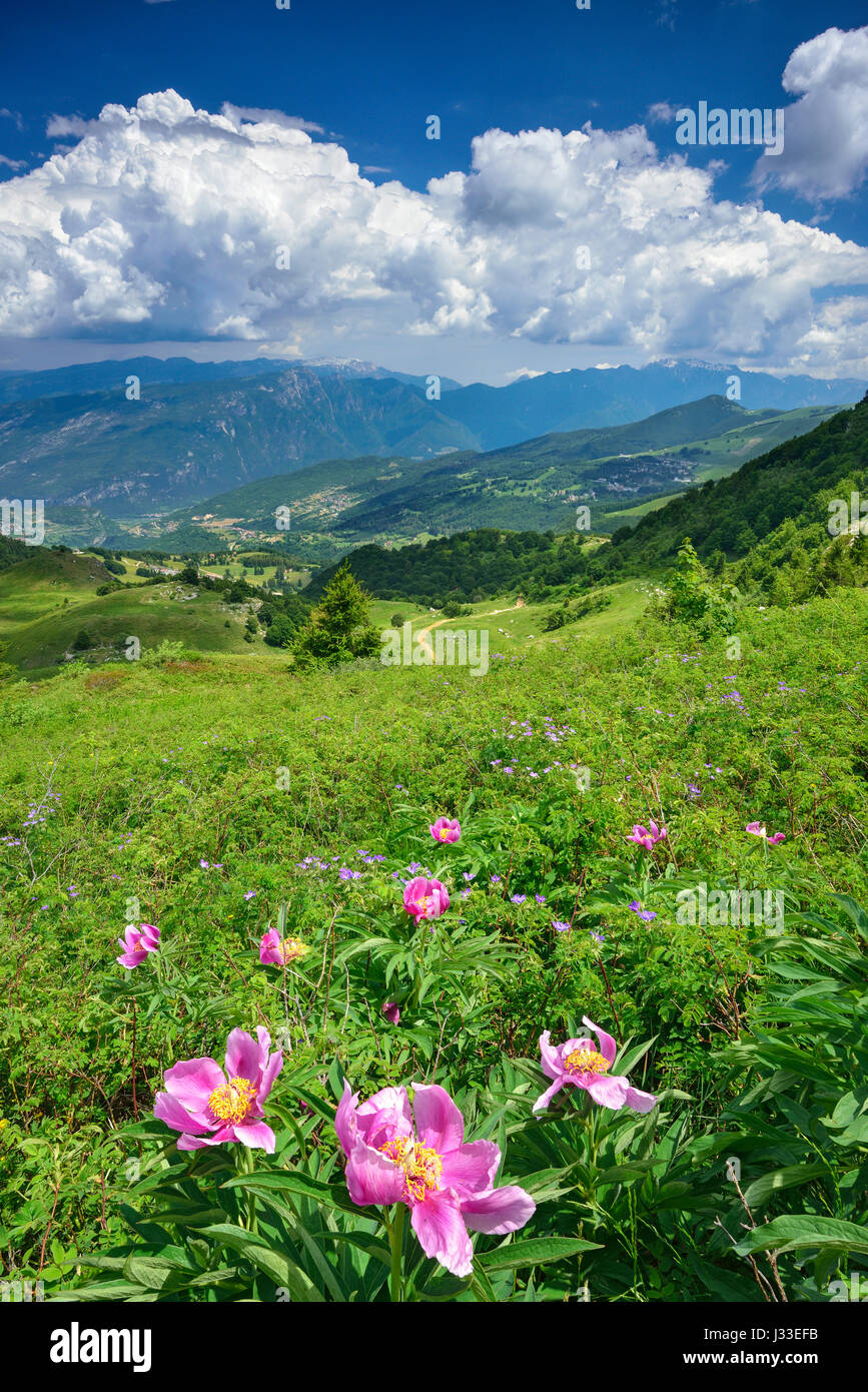 Peonies italy hi-res stock photography and images - Alamy