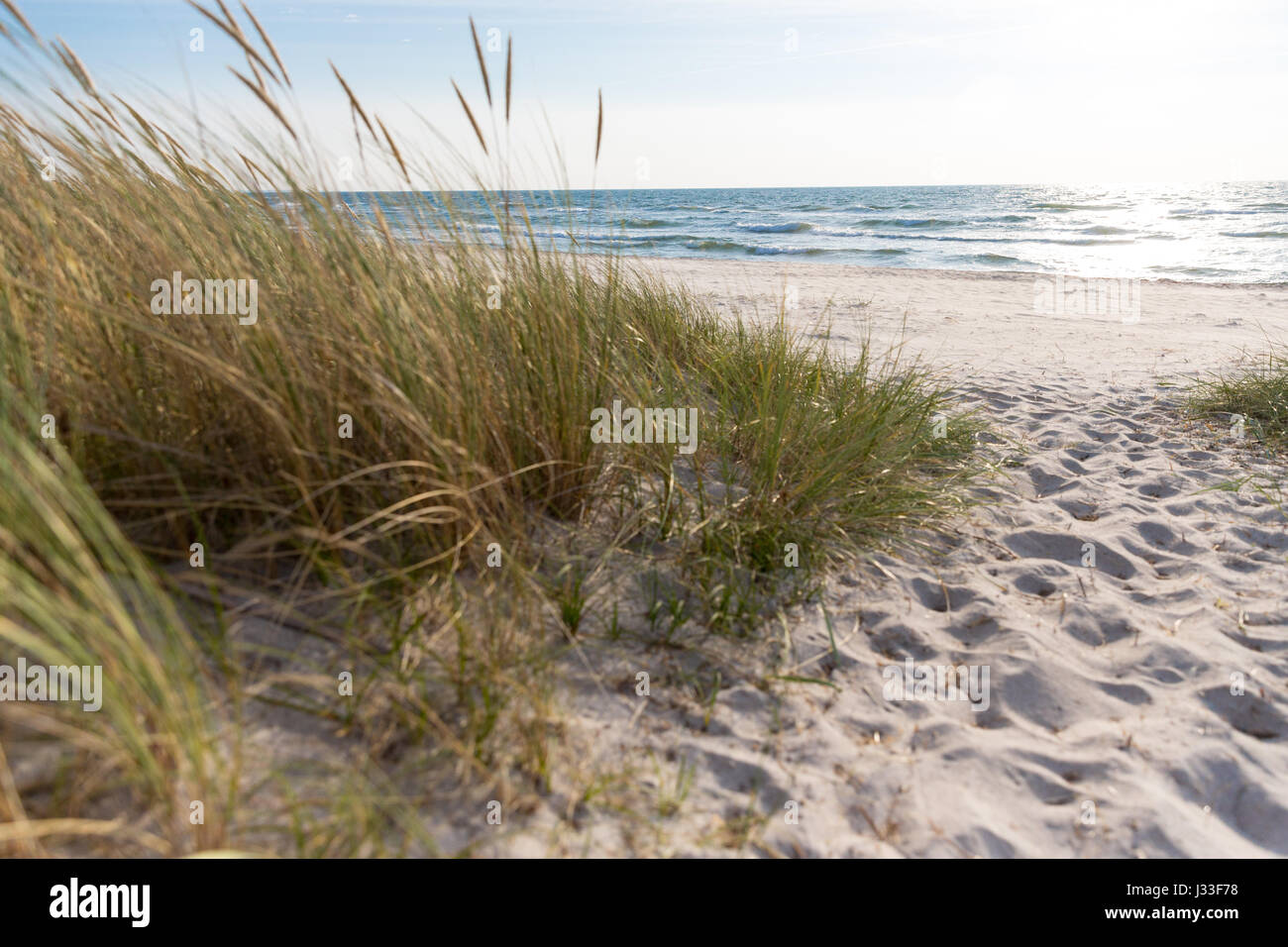 Marram grass at sand beach, Marielyst, Falster, Denmark Stock Photo - Alamy