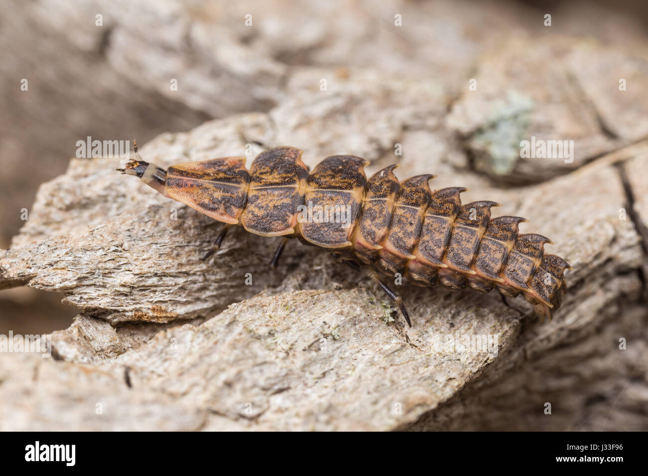 Instar Larva High Resolution Stock Photography and Images - Alamy
