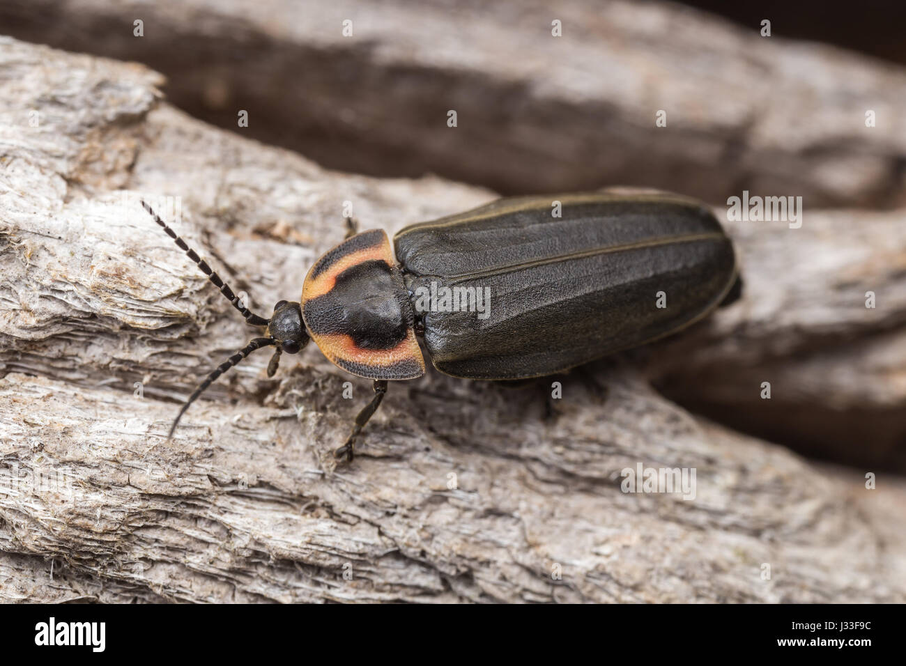 Firefly insects hi-res stock photography and images - Alamy