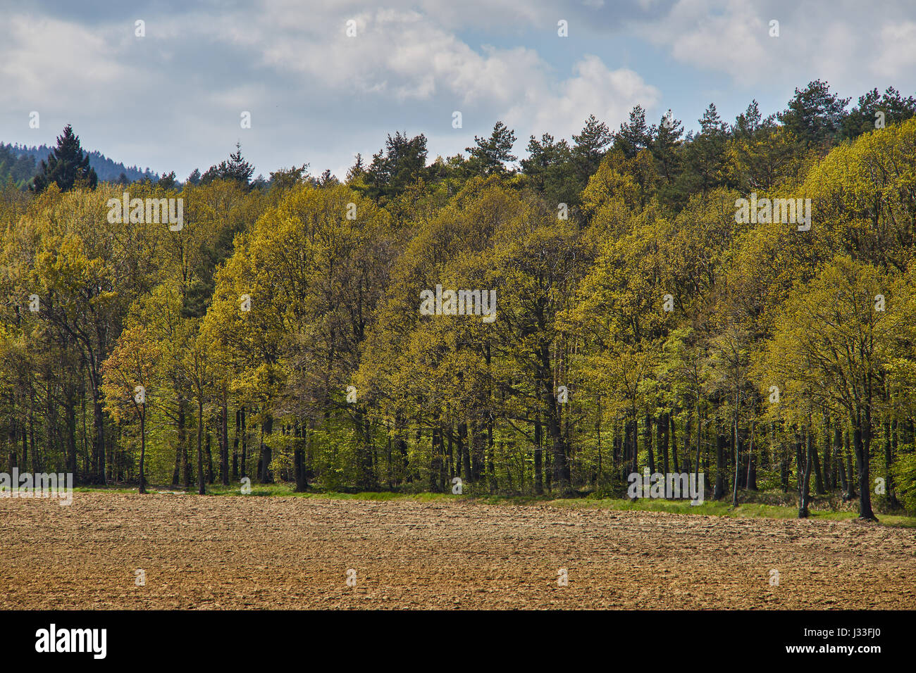 Forest edge and fields in the spring Lower Silesia rural landscape ...