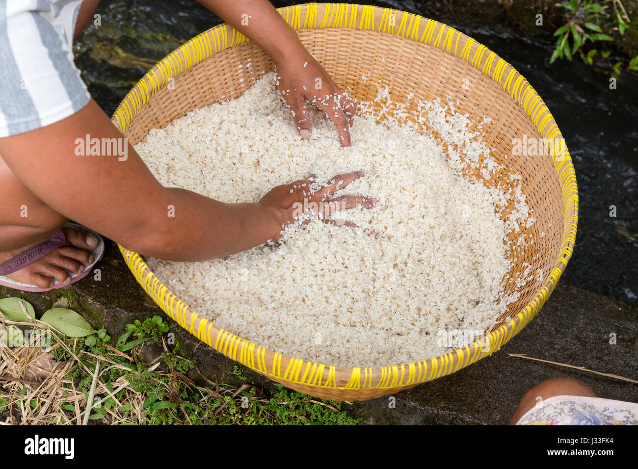 Indonesian woman washing rice, Tetebatu, Lombok, Indonesia Stock Photo ...