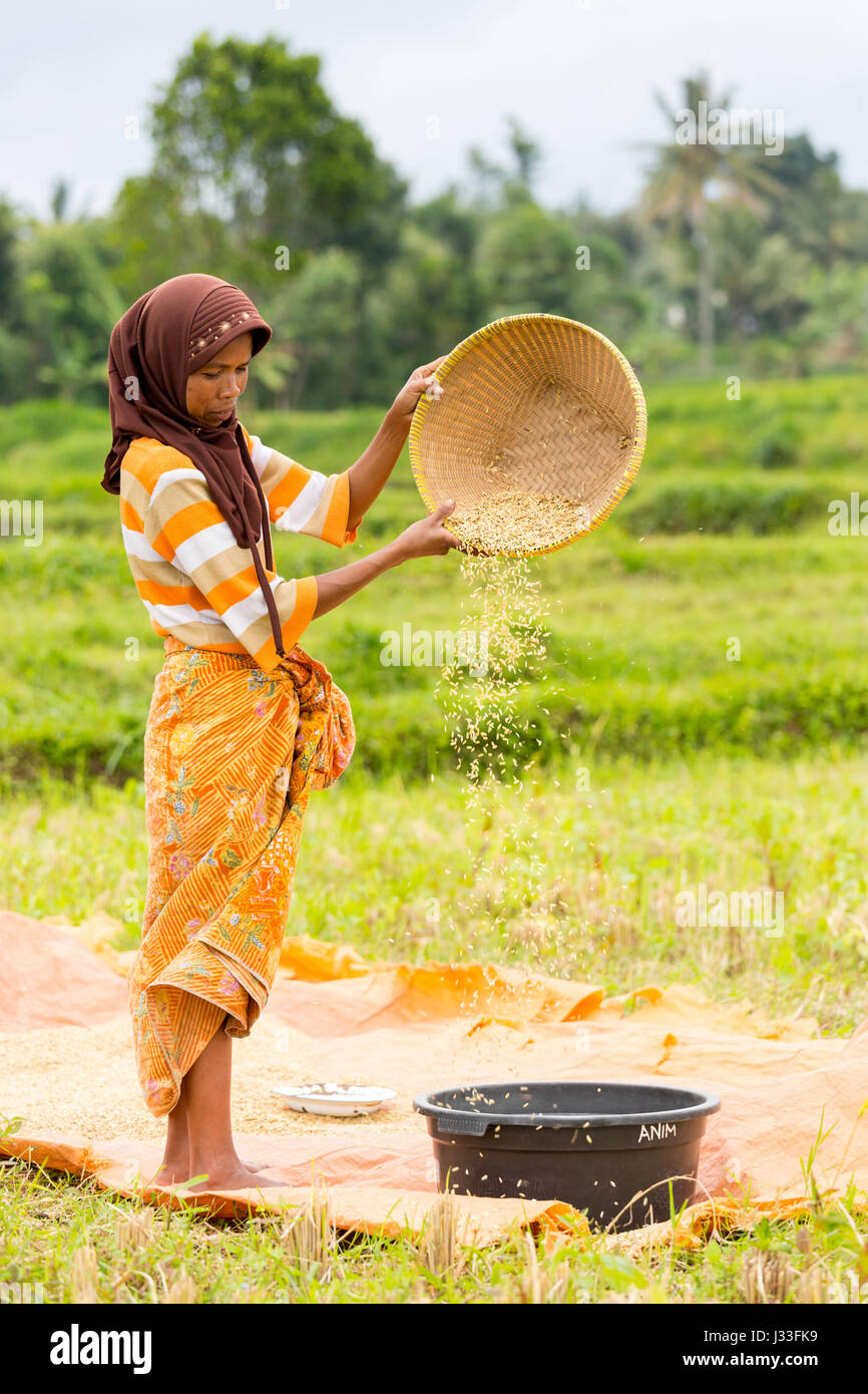 Sieving grain hi-res stock photography and images - Alamy