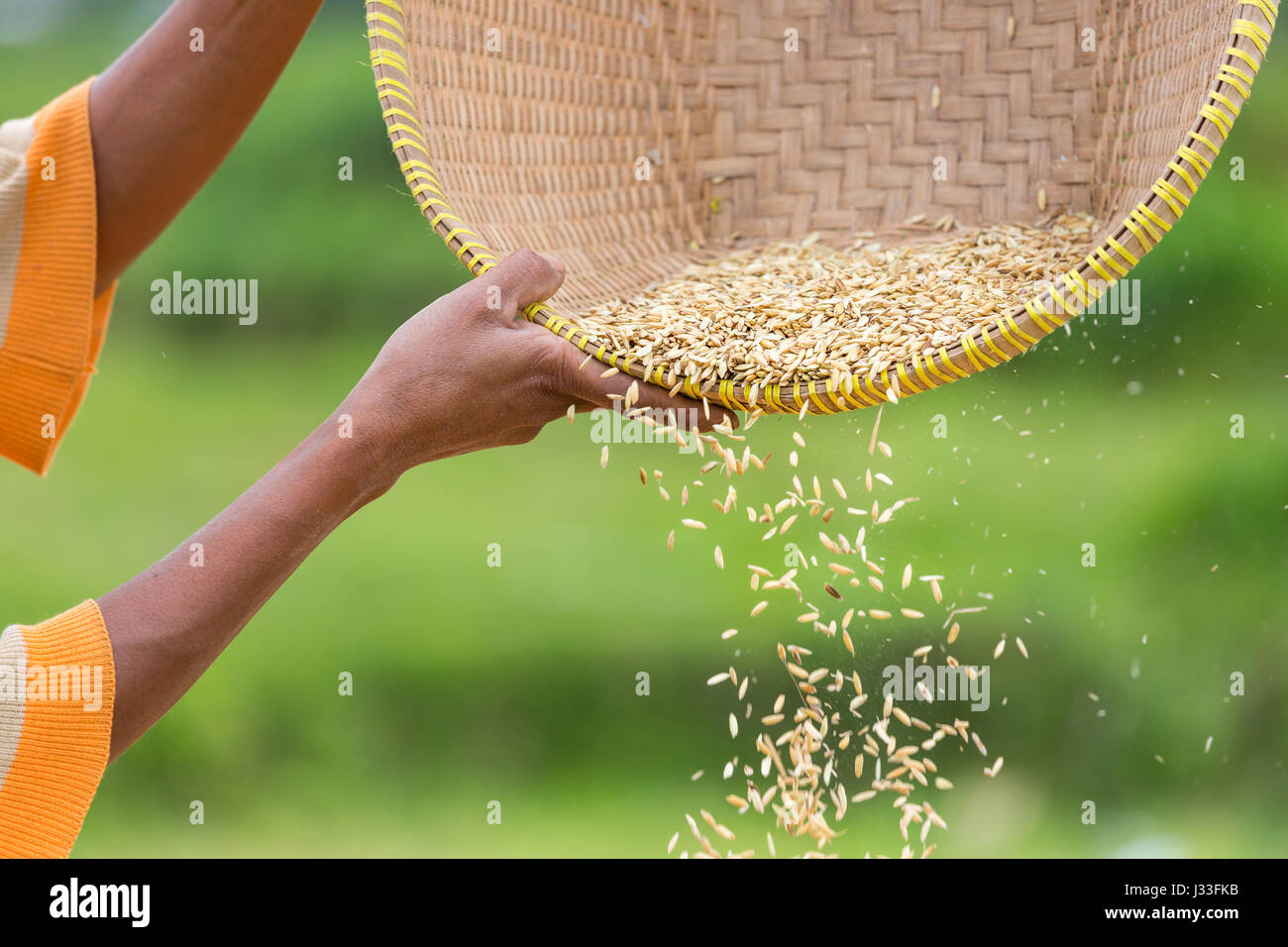Indonesian woman sieving rice, Tetebatu, Lombok, Indonesia Stock Photo ...
