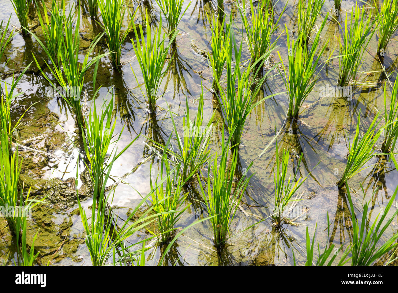 Young plants in a paddy field, Tetebatu, Lombok, Indonesia Stock Photo ...