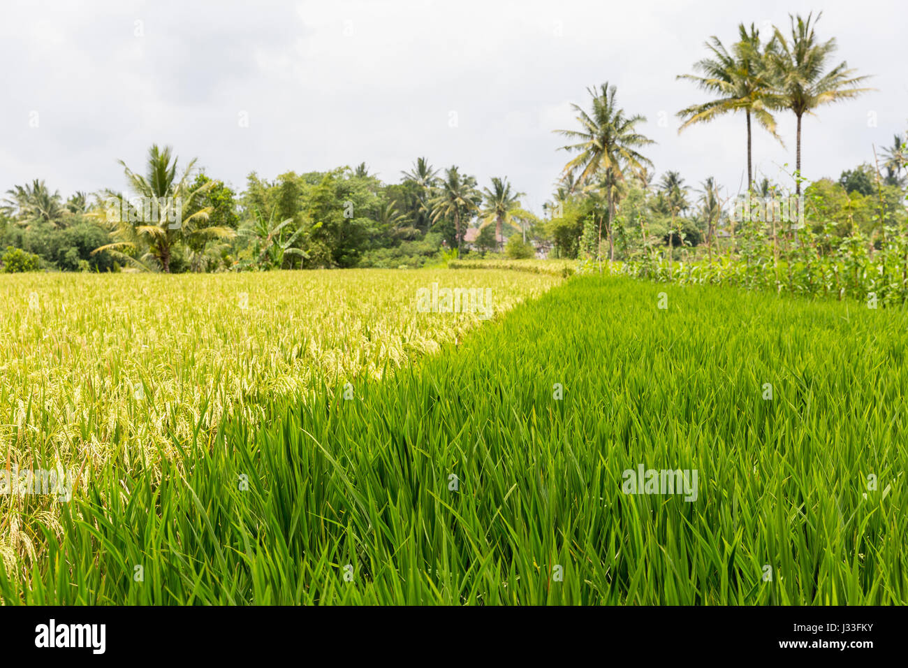 Tetebatu travel hi-res stock photography and images - Alamy