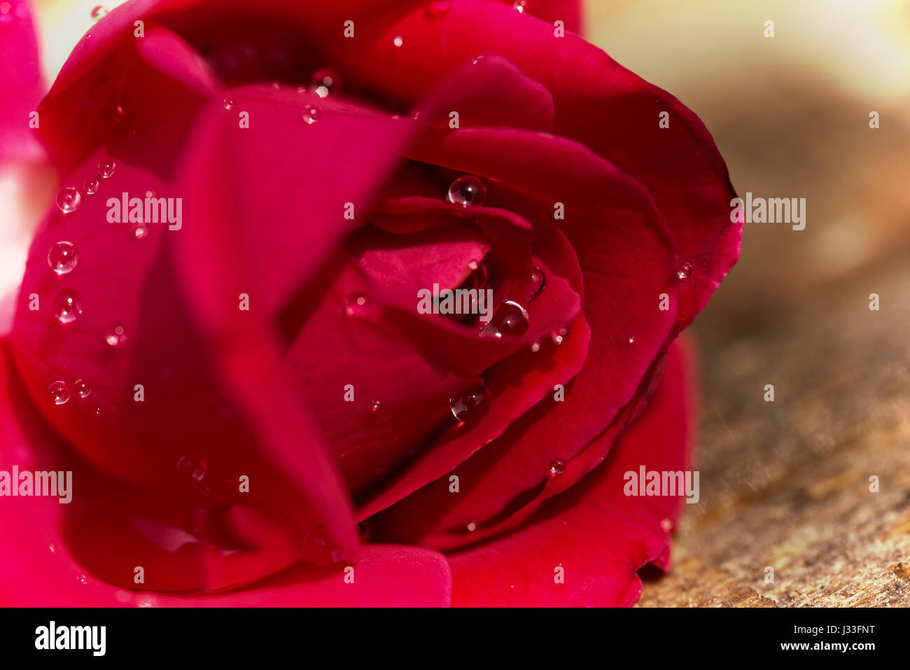 beautiful red rose with rain drops Stock Photo - Alamy