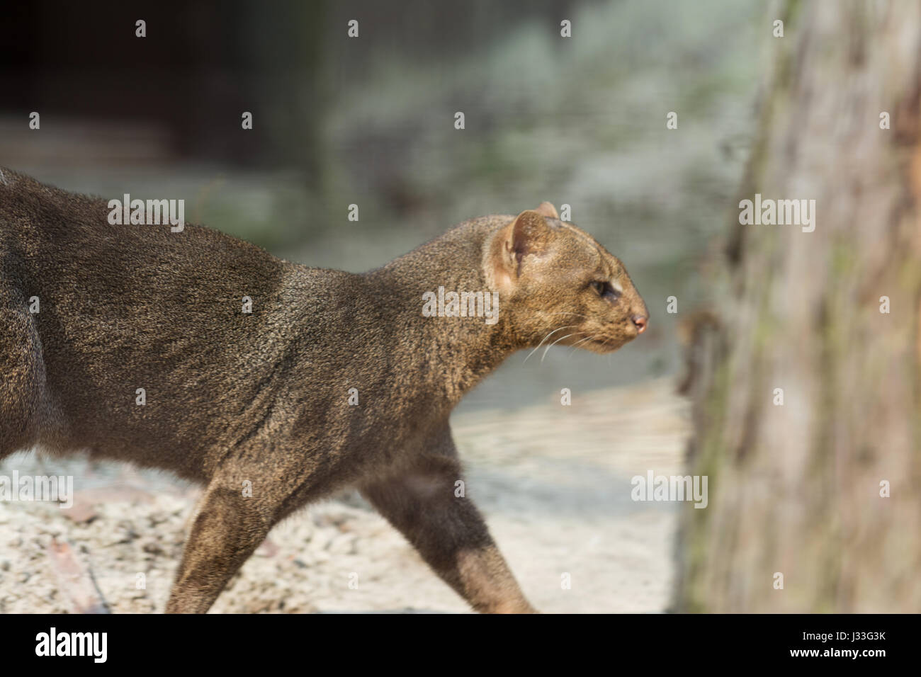 Little cats predator named the Jaguarundi (Puma yagouaroundi) from ...