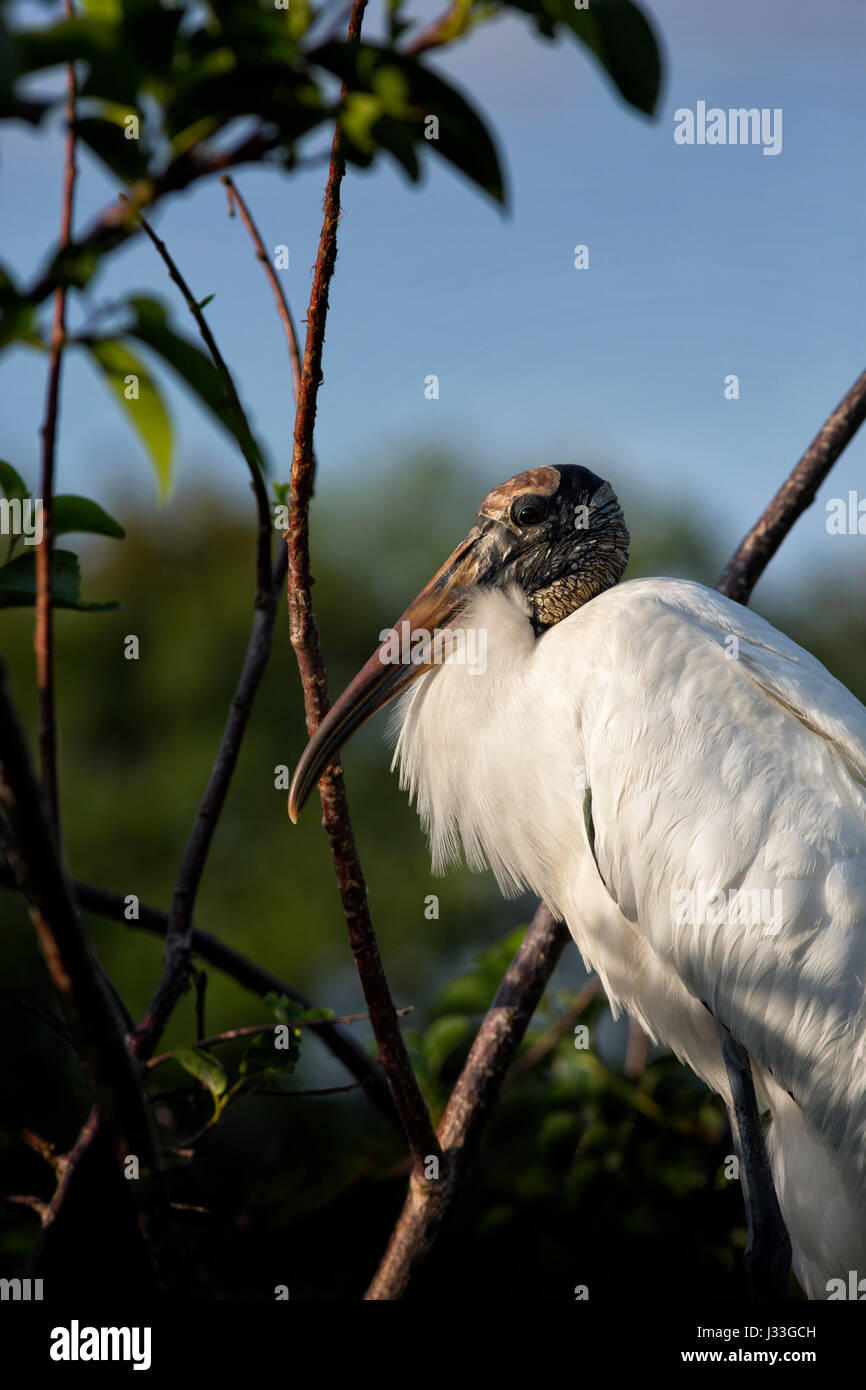 Adult Wood Stork Portrait - late day light illuminates its features as ...