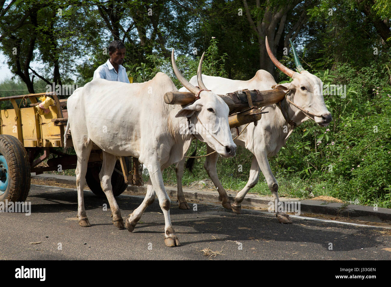 Sacred indian cow on the road, poor transportation way Stock Photo - Alamy