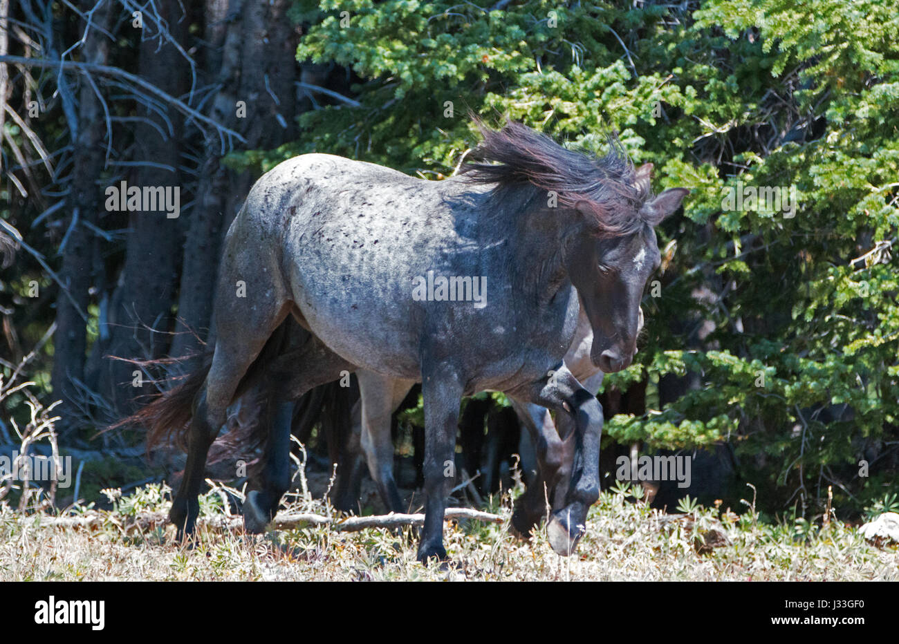 Wild Horse Blue Roan colored Band Stallion in the Pryor Mountains Wild ...