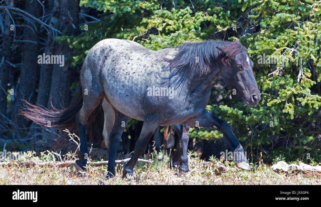 Wild horse mustang blue roan hi-res stock photography and images - Alamy
