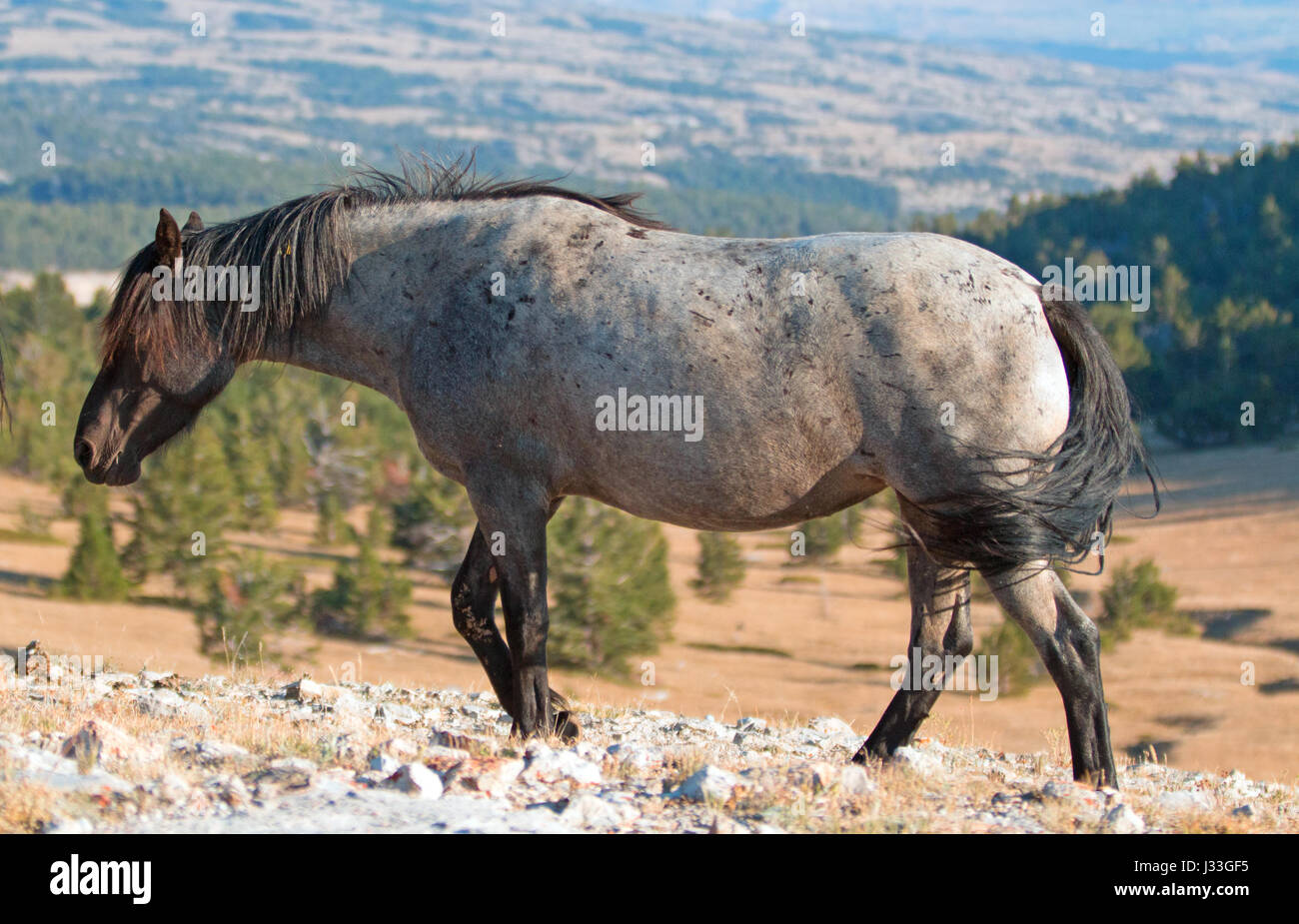 Wild Horse Mustang Blue Roan High Resolution Stock Photography and ...