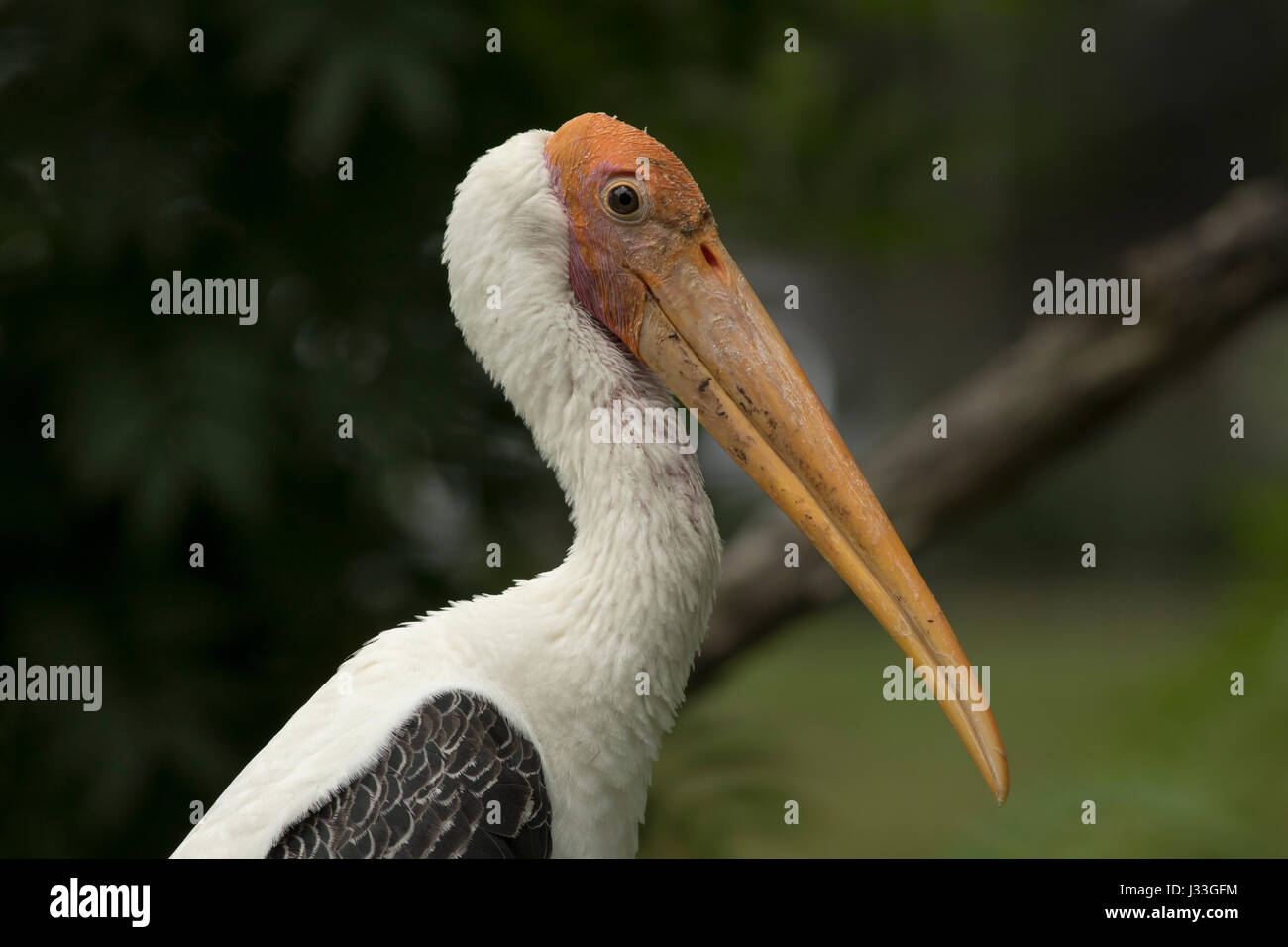a big bird (painted stork) standing in side view Stock Photo - Alamy