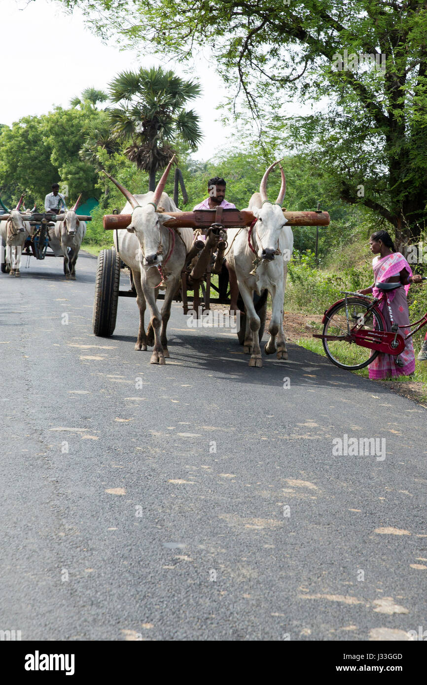 Sacred indian cow on the road, poor transportation way Stock Photo - Alamy