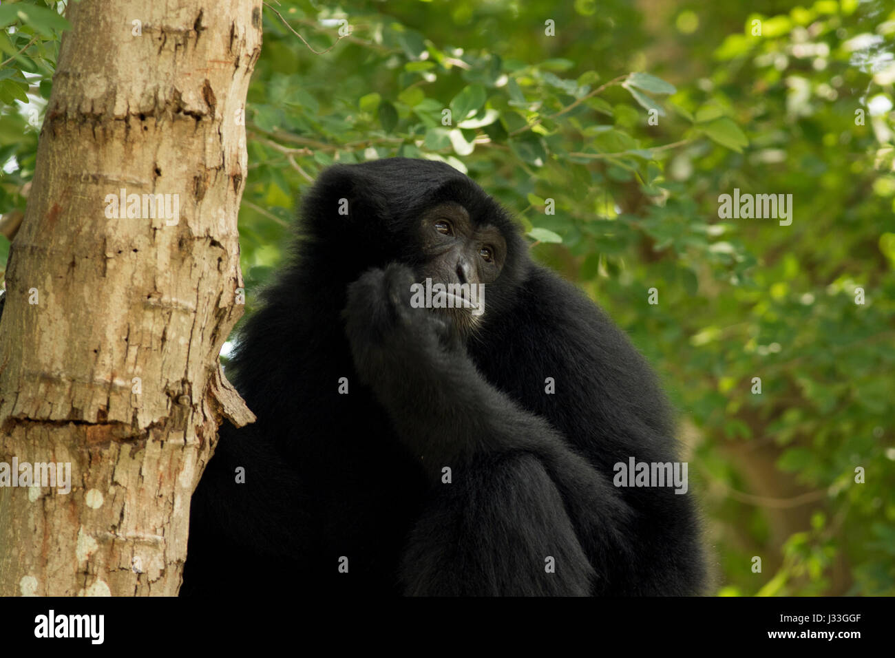 black gibbon staying on tree and scratch his face Stock Photo - Alamy
