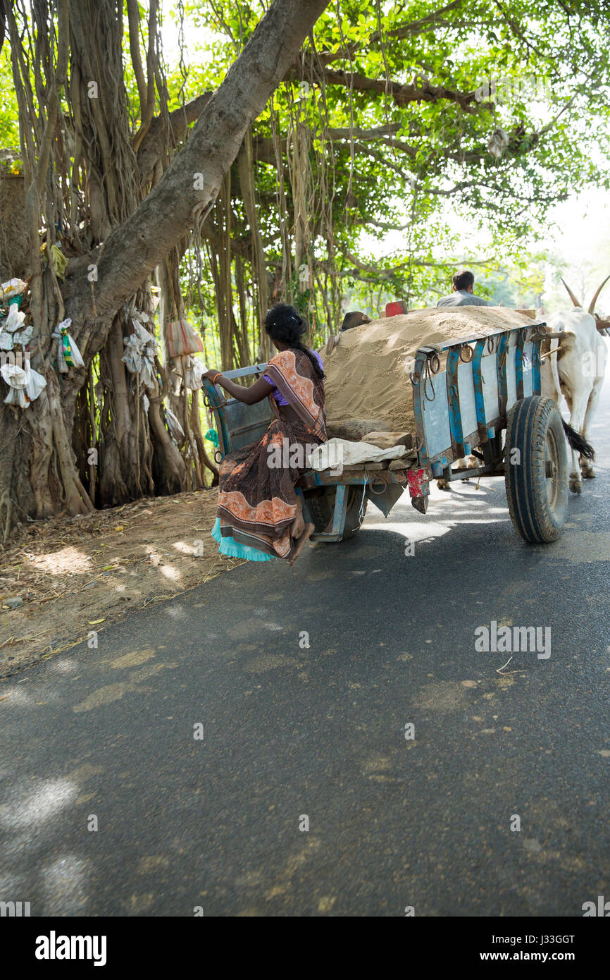 Sacred indian cow on the road, poor transportation way Stock Photo - Alamy