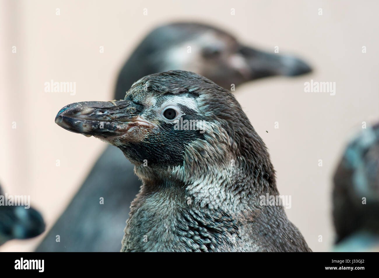 penquin with friends standing in side view with white background Stock ...