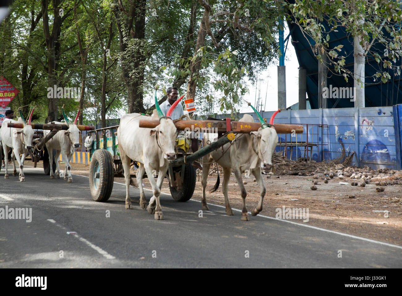 Sacred indian cow on the road, poor transportation way Stock Photo - Alamy