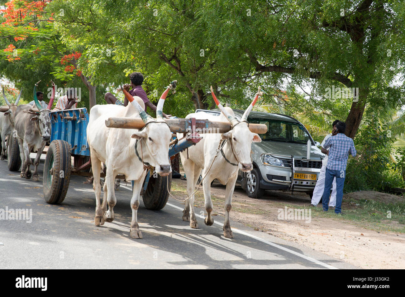 Sacred indian cow on the road, poor transportation way Stock Photo - Alamy