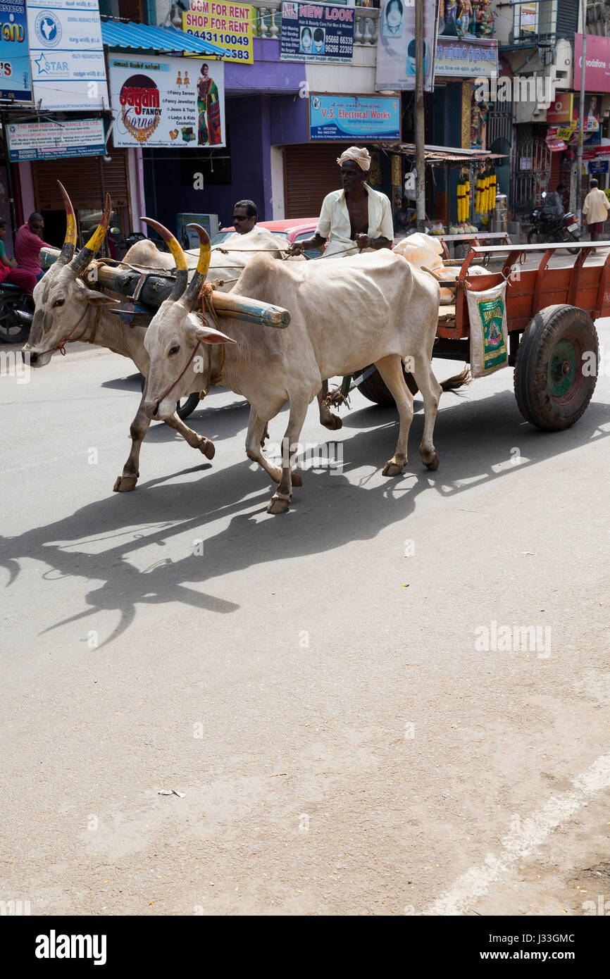 Sacred indian cow on the road, poor transportation way Stock Photo - Alamy