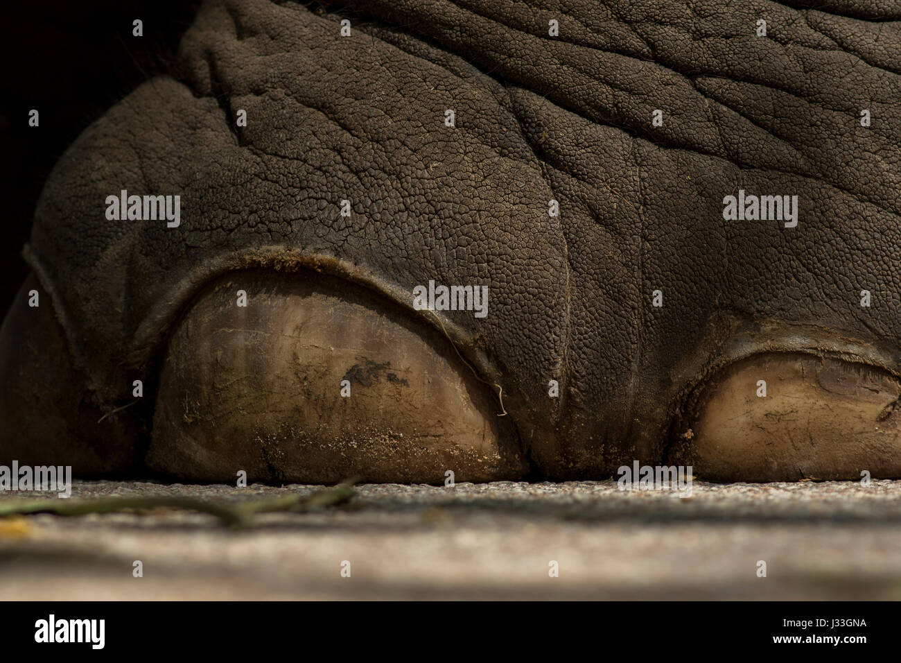 Thailand elephant feet hi-res stock photography and images - Alamy
