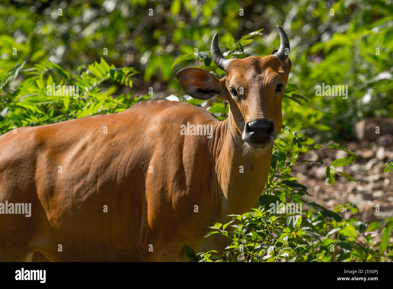 banteng with big body and strong in portrait Stock Photo - Alamy