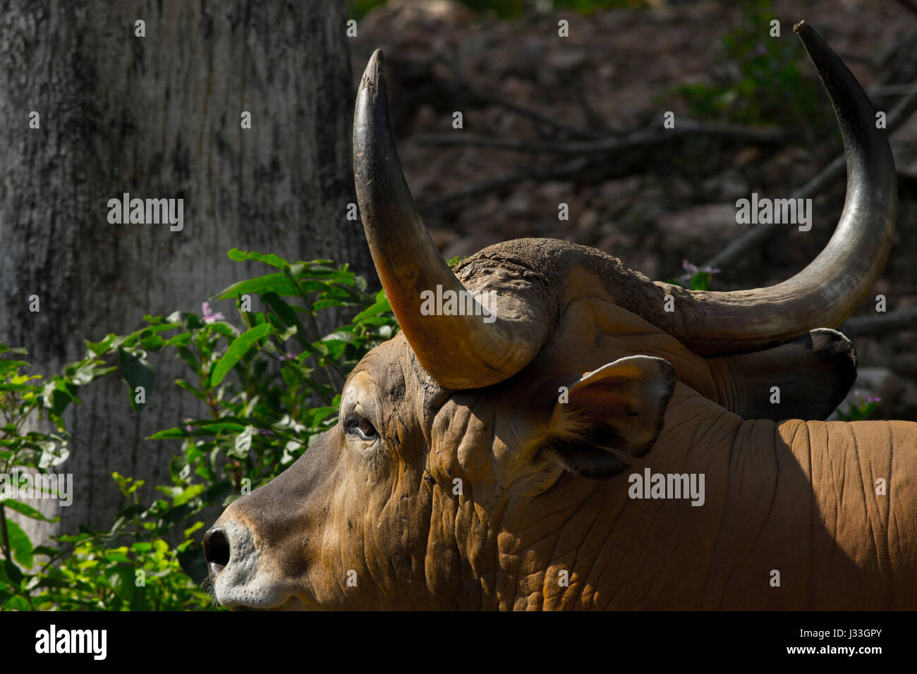 banteng with big body and strong in portrait Stock Photo - Alamy