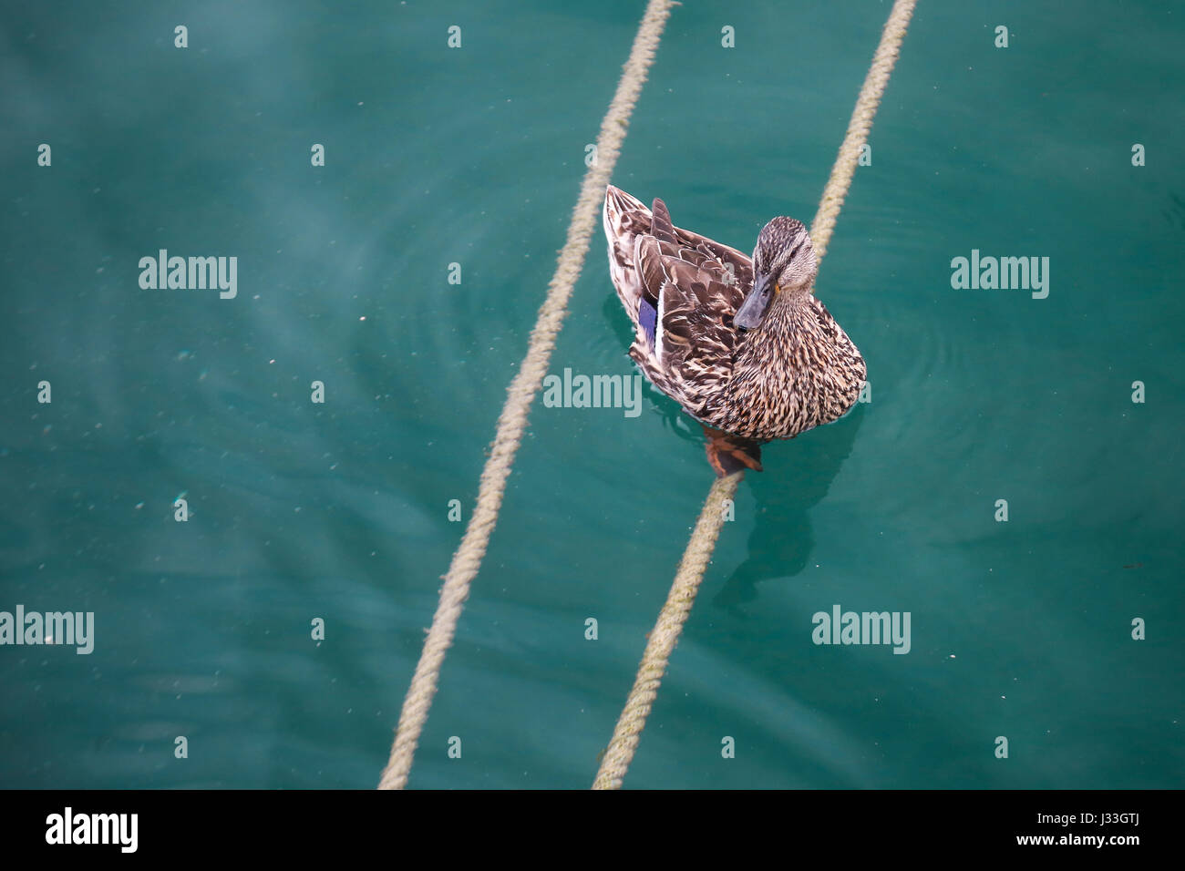 A duck sitting on a rope at the Garda lake Stock Photo - Alamy