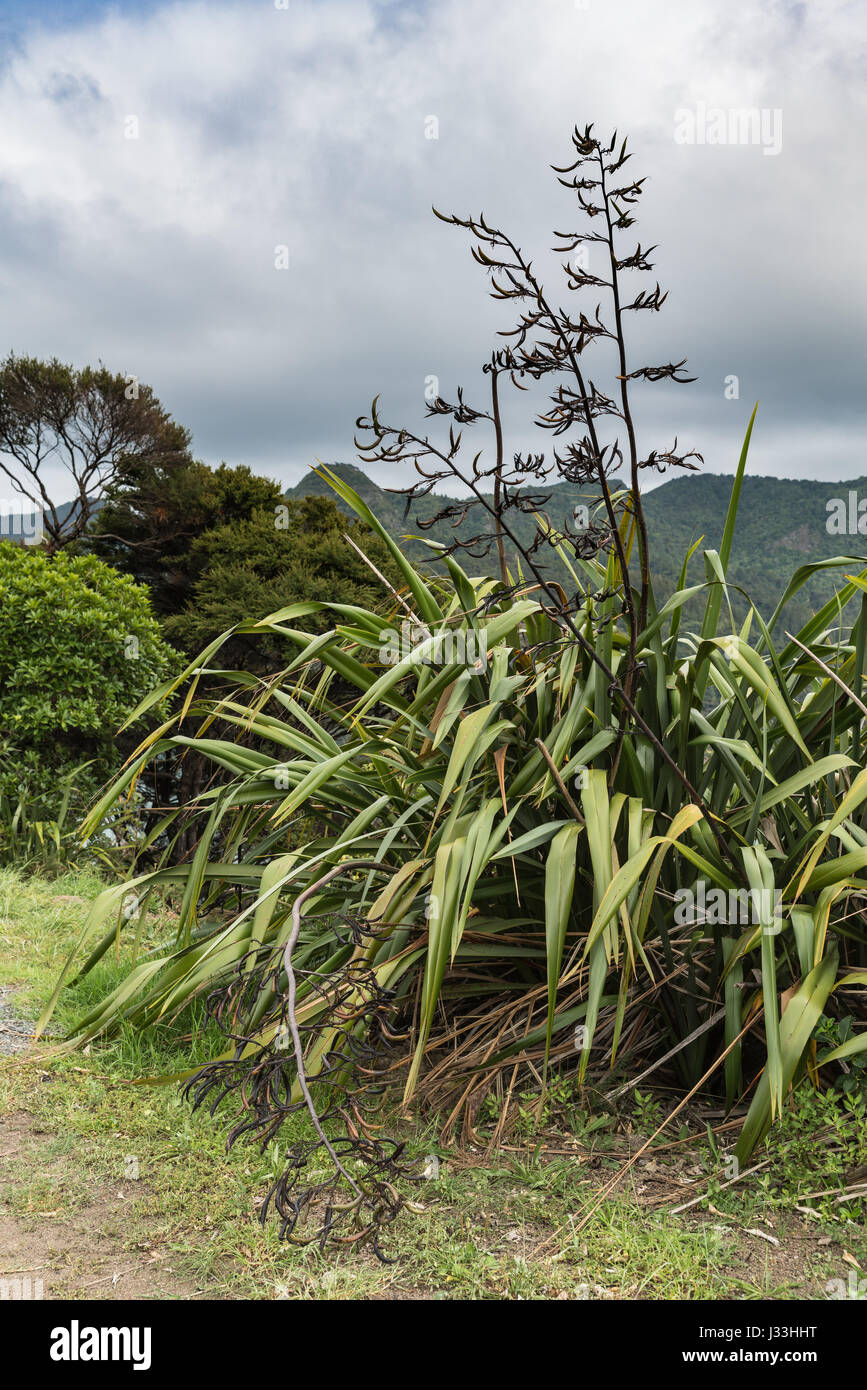 Harakeke hi-res stock photography and images - Alamy