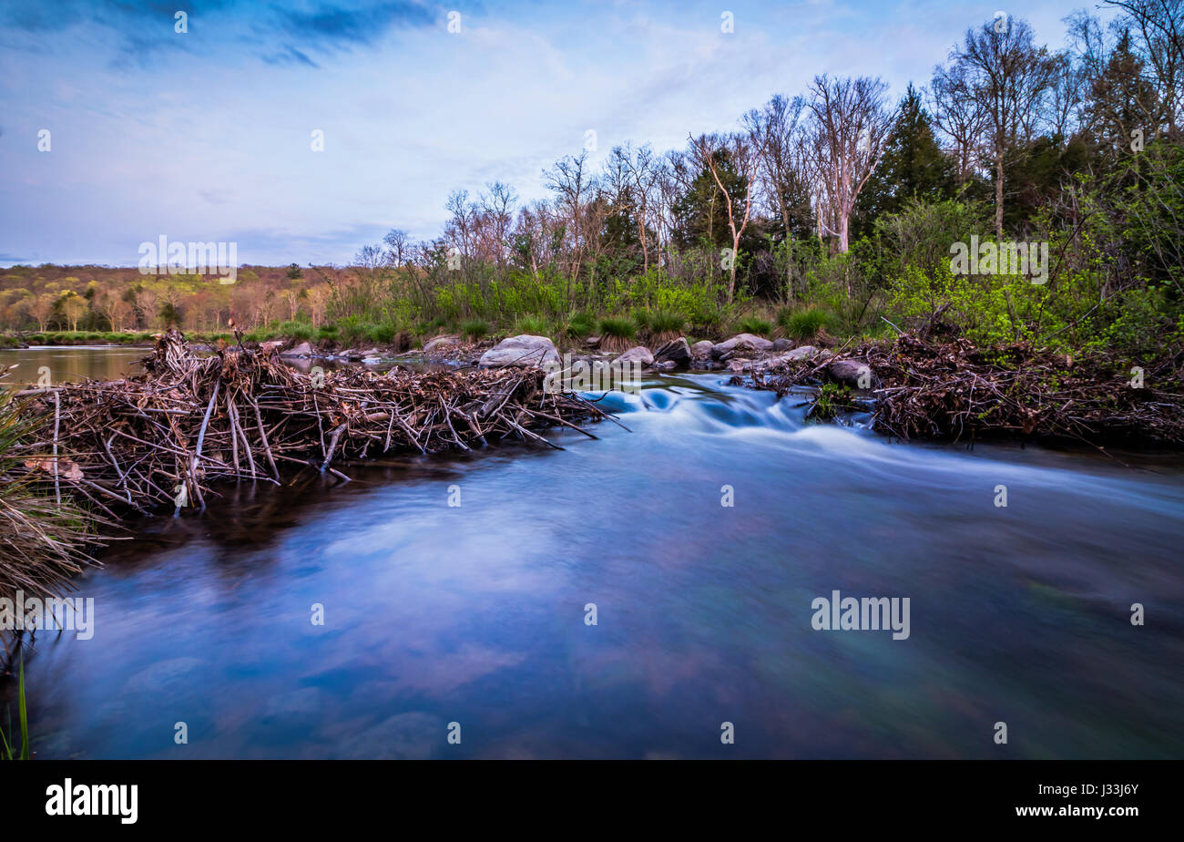 Great beaver dam hi-res stock photography and images - Alamy