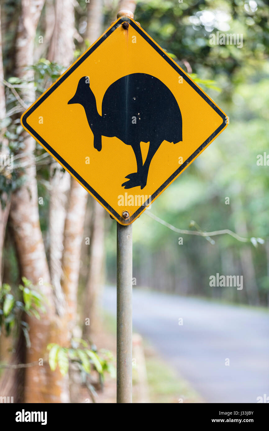 Warning sign on the side of the road, Southern cassowary (Casuarius ...