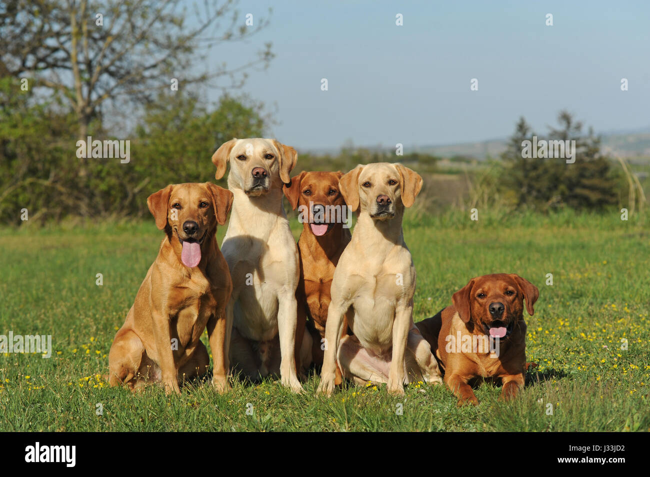 Labrador retrievers sitting side by side in meadow, yellow Stock Photo ...