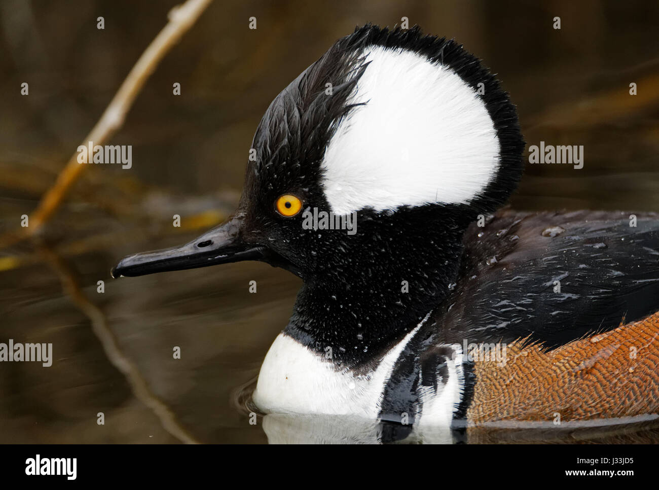 Male hooded merganser hi-res stock photography and images - Alamy