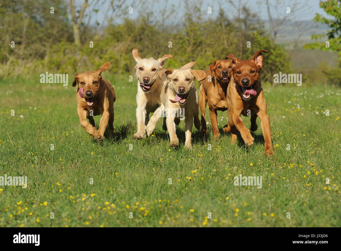 Labrador retrievers running side by side in meadow, yellow Stock Photo ...
