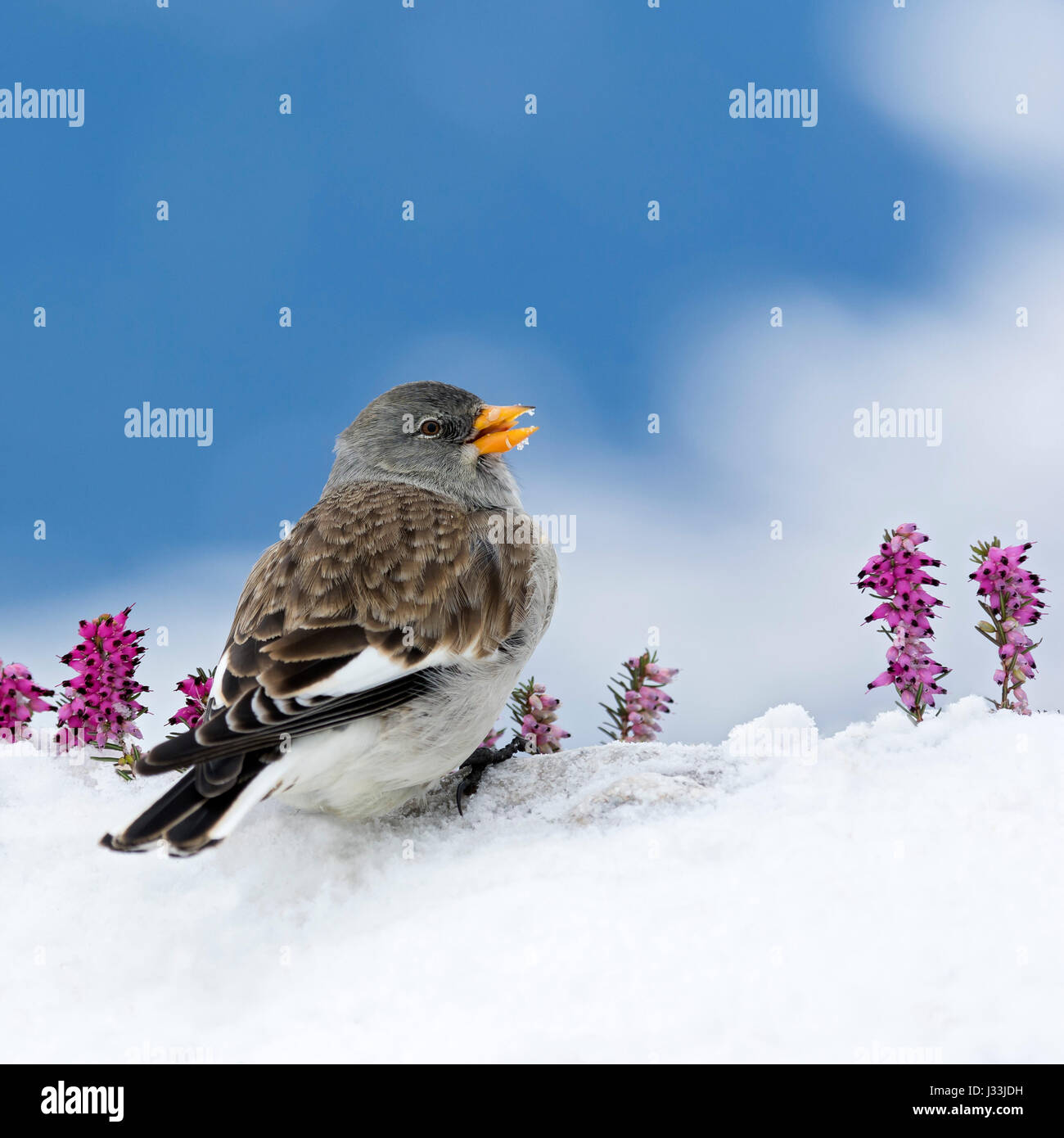 White-winged snowfinch (Montifringilla nivalis) in the snow, Tyrol ...