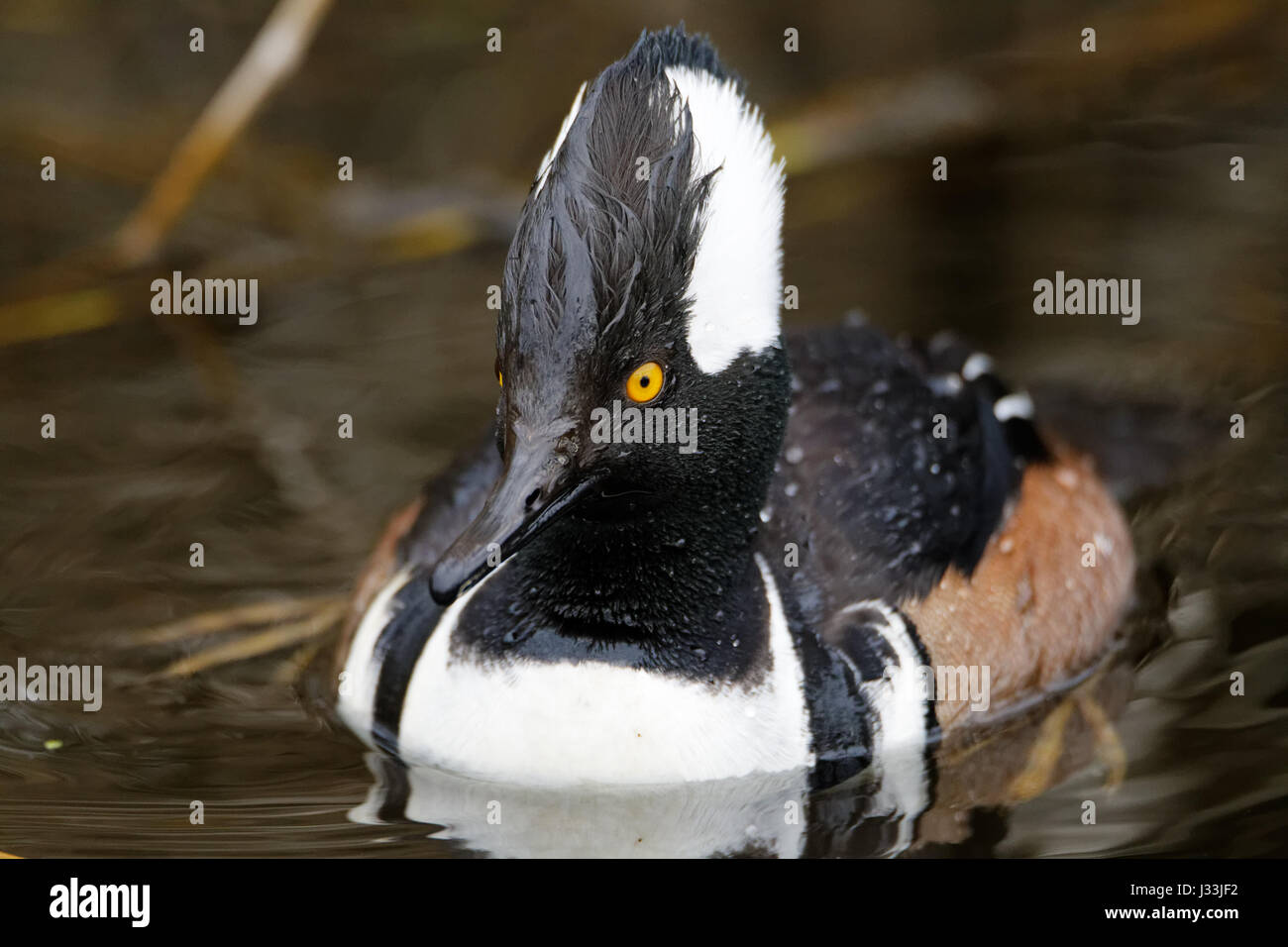 Male Hooded Merganser Stock Photo - Alamy