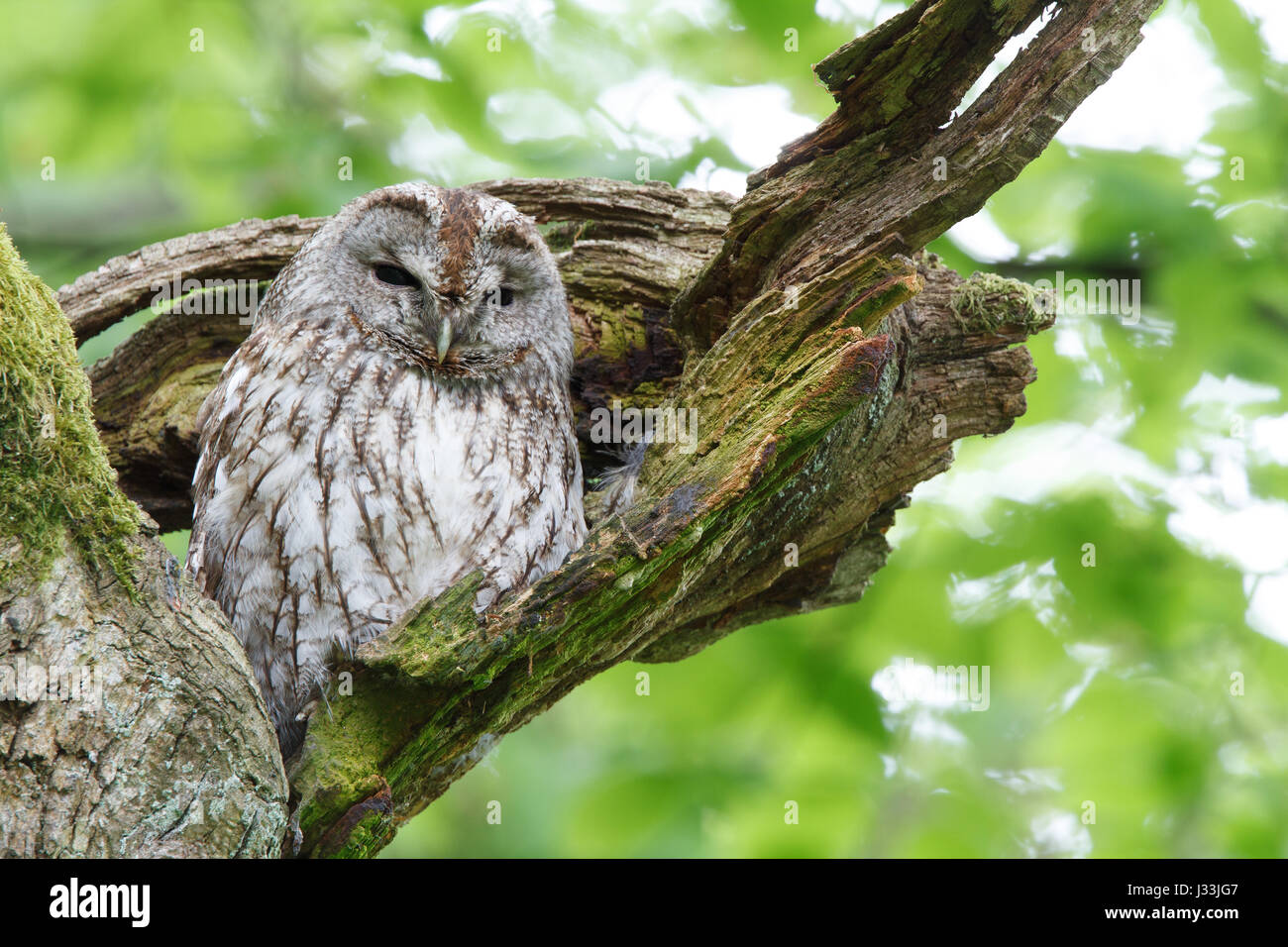 Woodchuck (Strix aluco) sitting in tree, sleeping tree, Hesse, Germany ...