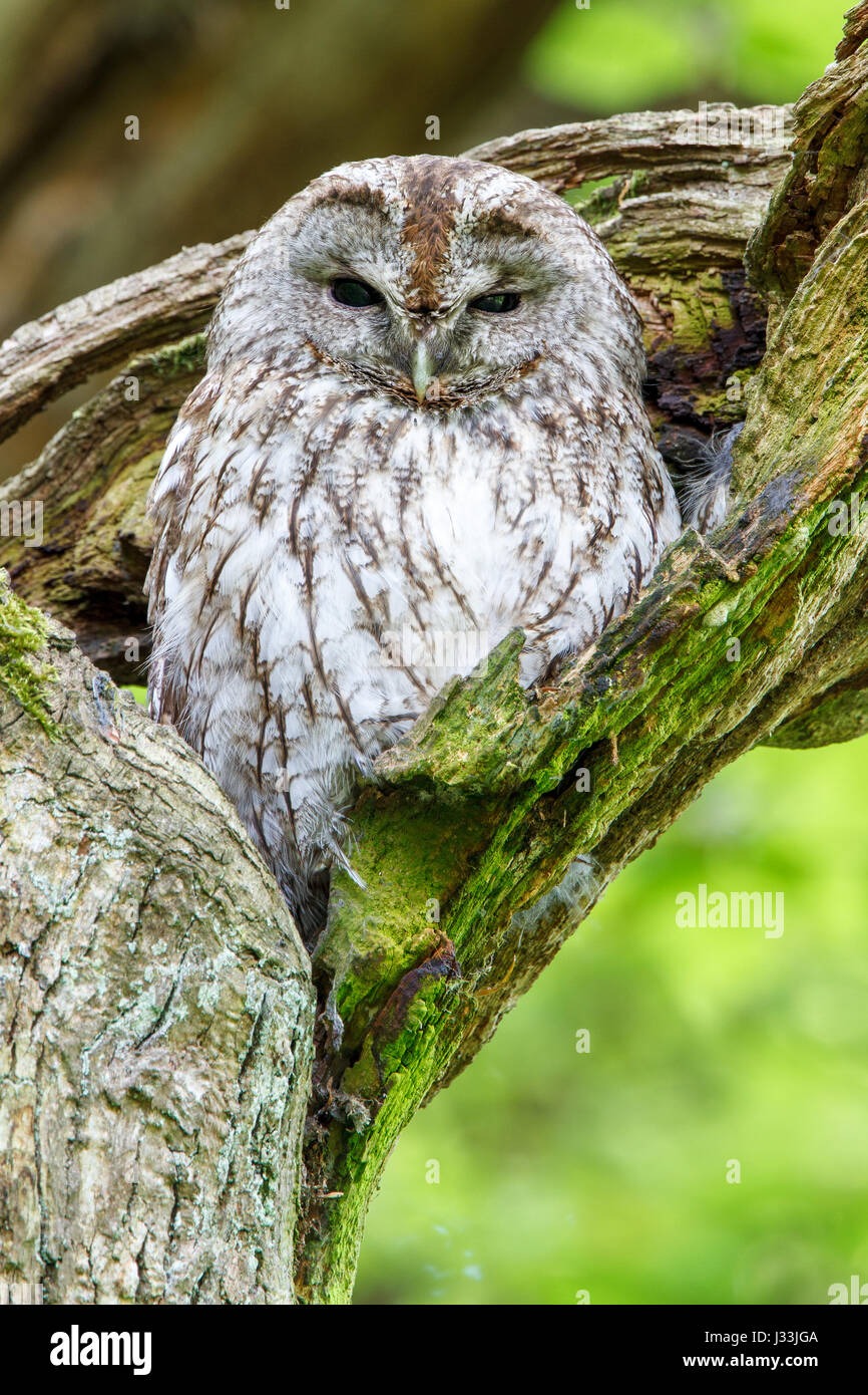 Sleeping tree hi-res stock photography and images - Alamy
