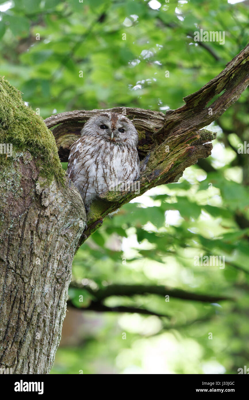 Woodchuck (Strix aluco) sitting in tree, sleeping tree, Hesse, Germany ...