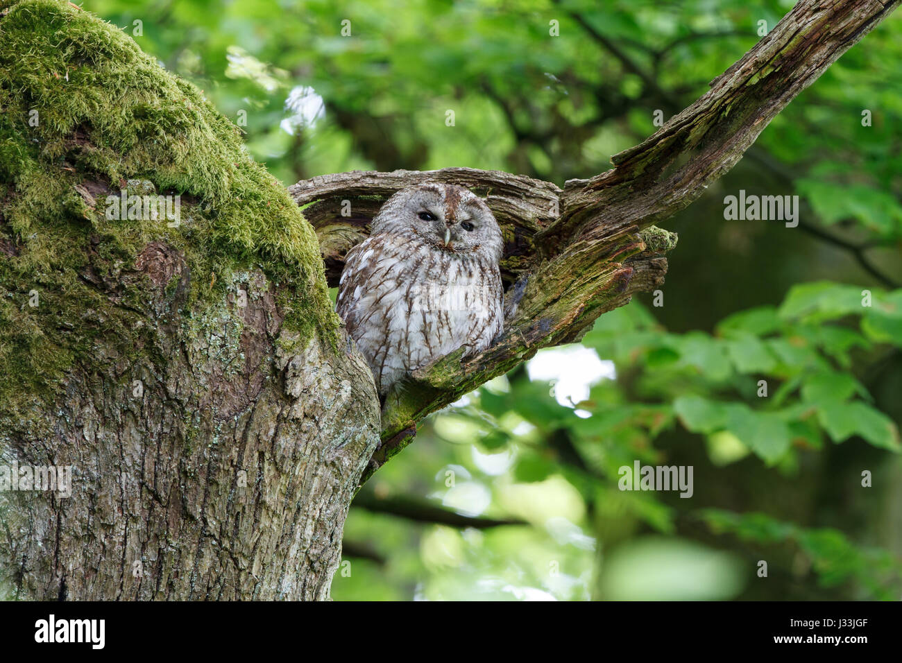 Woodchuck (Strix aluco) sitting in tree, sleeping tree, Hesse, Germany ...