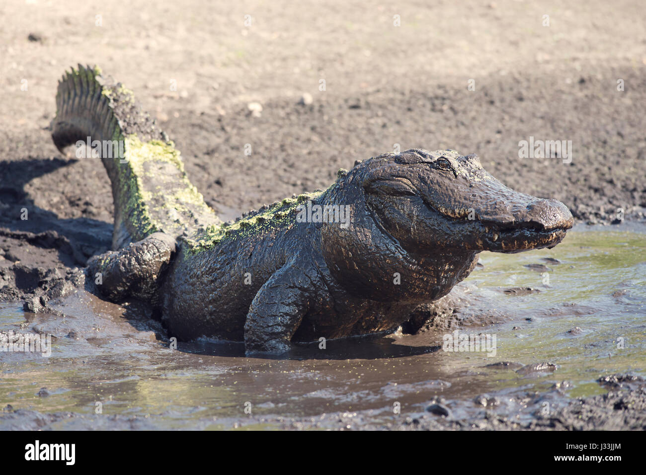 Alligator covered by mud feeds on fish in drying up pond Stock Photo ...