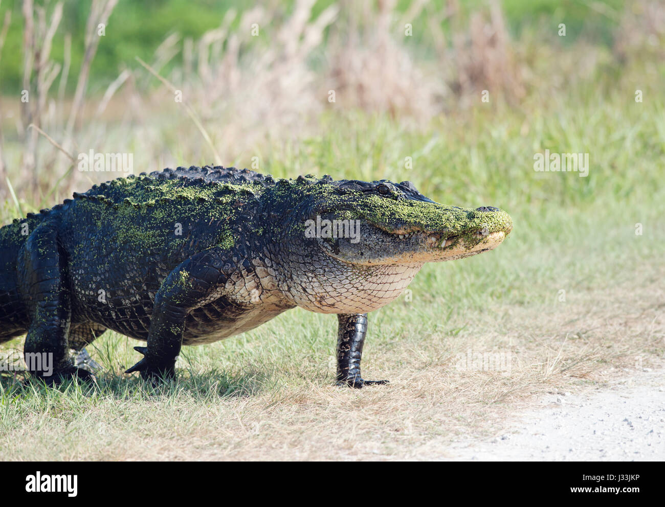 Alligator walk hi-res stock photography and images - Alamy