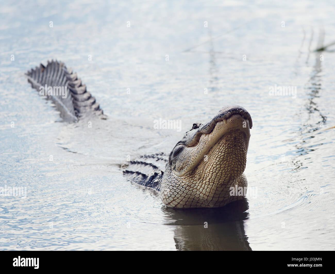 Alligator mating hi-res stock photography and images - Alamy